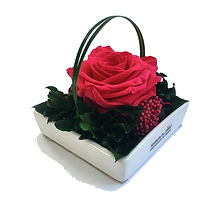 Preserved roses wholesale | Online shop | XQSIT LIMITED | England