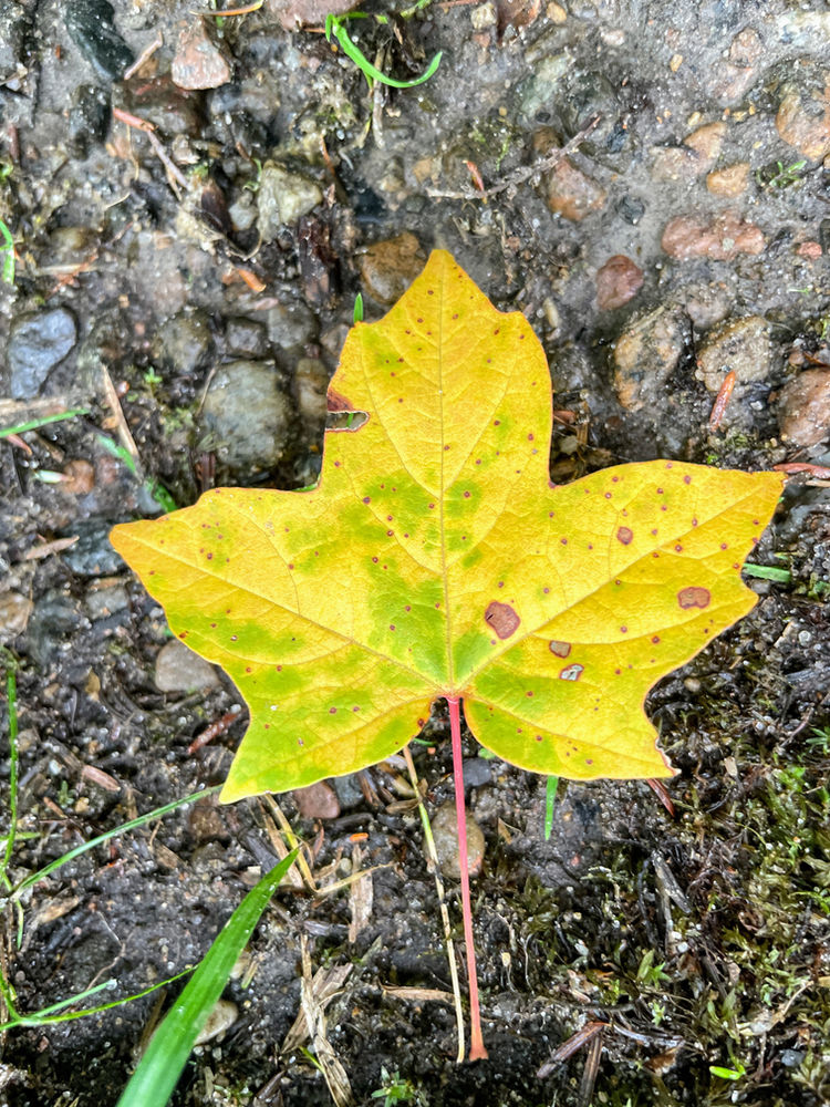 Leaves On a Stream Visualization Exercise