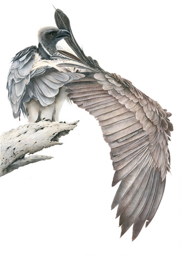 White-backed Vulture | Alan Woollett Art