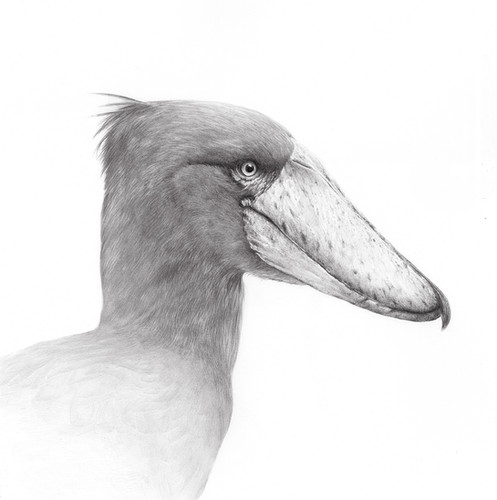 Shoebill Stork | Alan Woollett Art