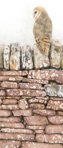 Barn Owl #2 | Alan Woollett Art