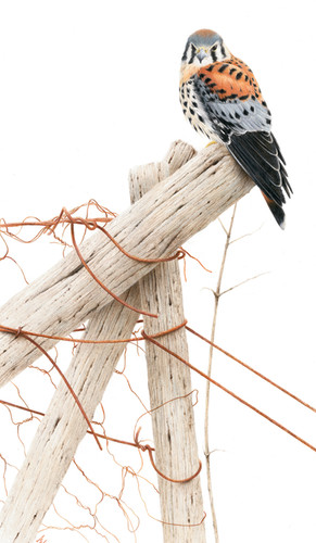 American Kestrel #2 | Alan Woollett Art