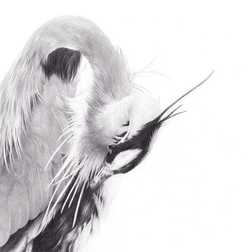 Grey Heron #2 | Alan Woollett Art