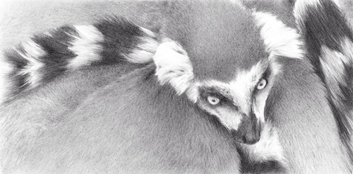 Ring-tailed Lemur | Alan Woollett Art