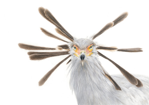 Secretary Bird | Alan Woollett Art