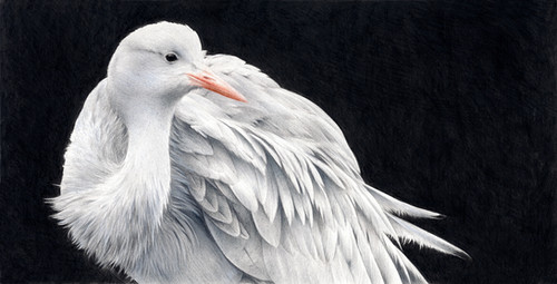 Blue Crane (Stanley's Crane) #1 | Alan Woollett Art