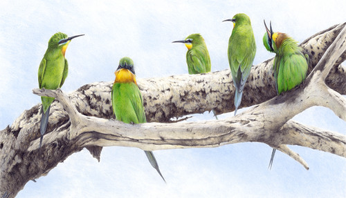 Blue-cheeked Bee-eaters | Alan Woollett Art
