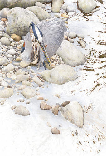 Great Blue Heron | Alan Woollett Art