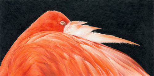 Flamingo study #4 | Alan Woollett Art