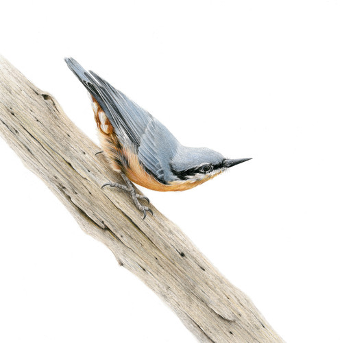 Nuthatch study | Alan Woollett Art