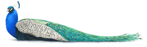 Peacock study #1 (Resting) | Alan Woollett Art