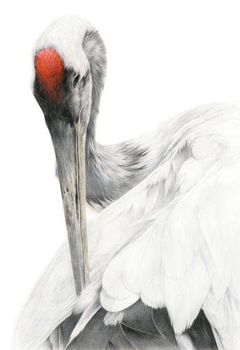 Red-crowned Crane | Alan Woollett Art