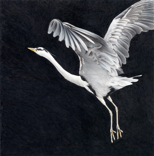 Grey Heron #1 (Fade to grey) | Alan Woollett Art
