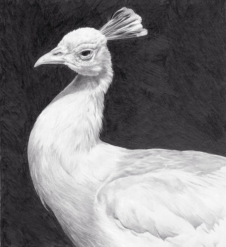 Peacock study #2 (White) | Alan Woollett Art