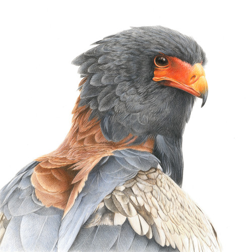 Bateleur Eagle | Alan Woollett Art