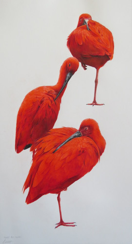Scarlet Ibis study #2 | Alan Woollett Art