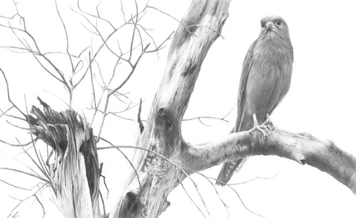 Grey Kestrel | Alan Woollett Art