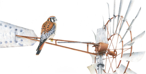 American Kestrel #1 | Alan Woollett Art