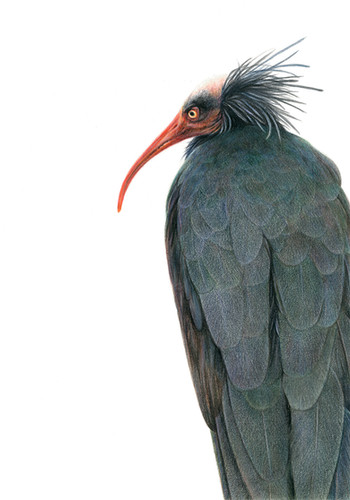 Northern Bald Ibis | Alan Woollett Art