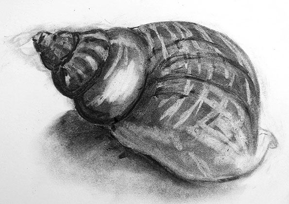 Charcoal sketching - shell
