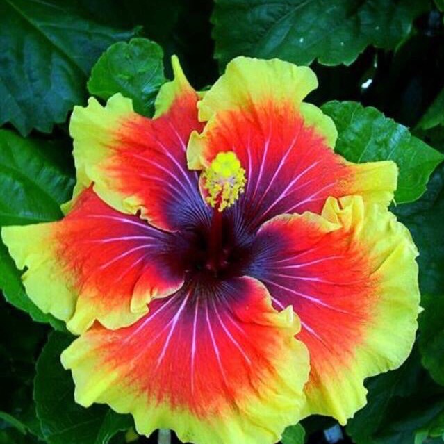 Leigh Layton and Shelly Clark teaches Strip Collage Class! | Quilters ...