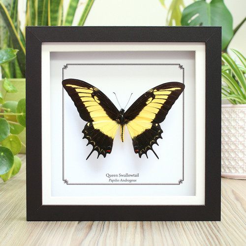 Queen Swallowtail (Papilio Androgeus) Frame | Butterfly Box