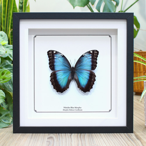 Peleides Blue Morpho (Morpho Helenor Carillensis) Frame | Butterfly Box