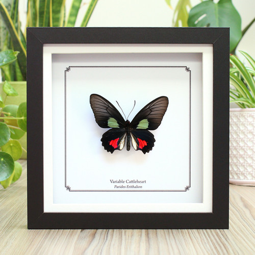 Variable Cattleheart (Parides Erithalion) Frame | Butterfly Box