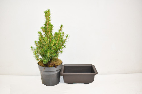 Picea Conica Bonsai Tree Beginners Starter Kit | London Bonsai Shop