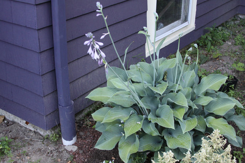 Hosta, large and blue | Natick Garden Club