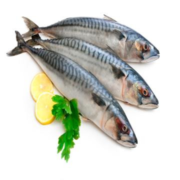 Surmai (Seer fish/ Tuna / Kupa) - 1kg | Meat Delivery Online