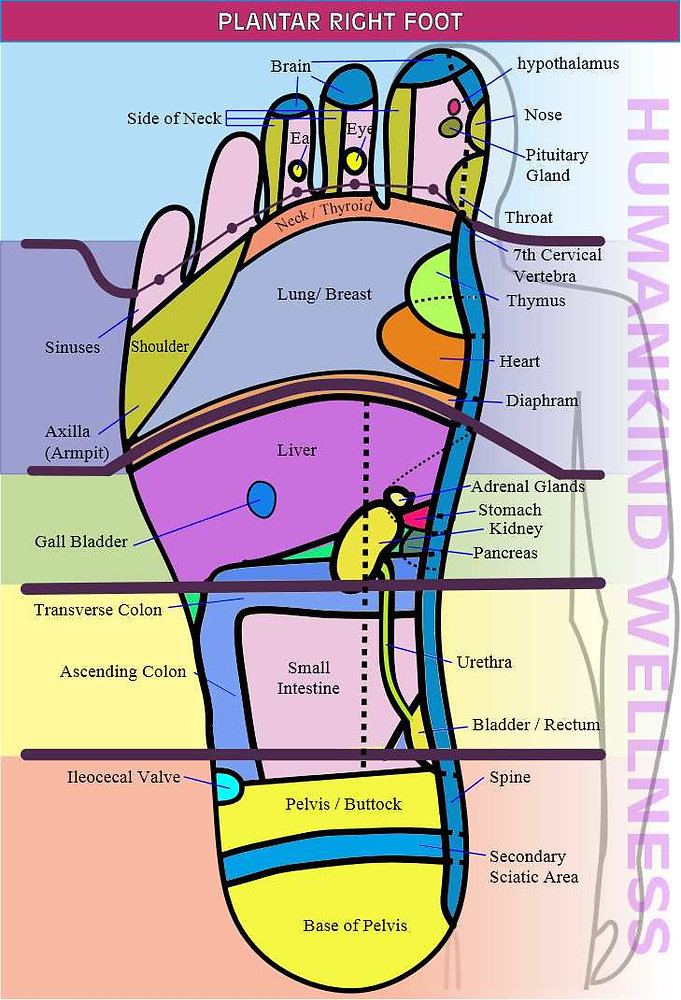 Zones of the Feet (Underside)