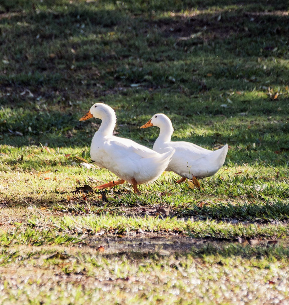 Ducks Go By