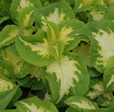 COLEUS - WIZARD JADE | Dundee Nursery