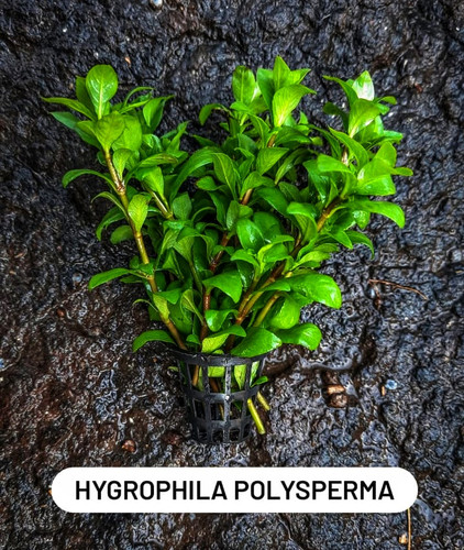 Hygrophila polysperma | Live aquarium plants