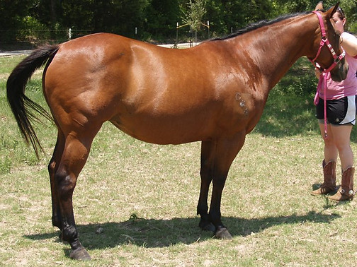 Current Mares | Brokenobarrelhorses