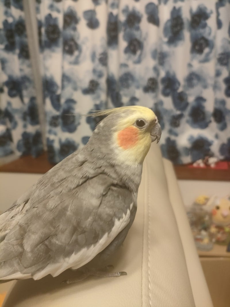 現在里親募集中