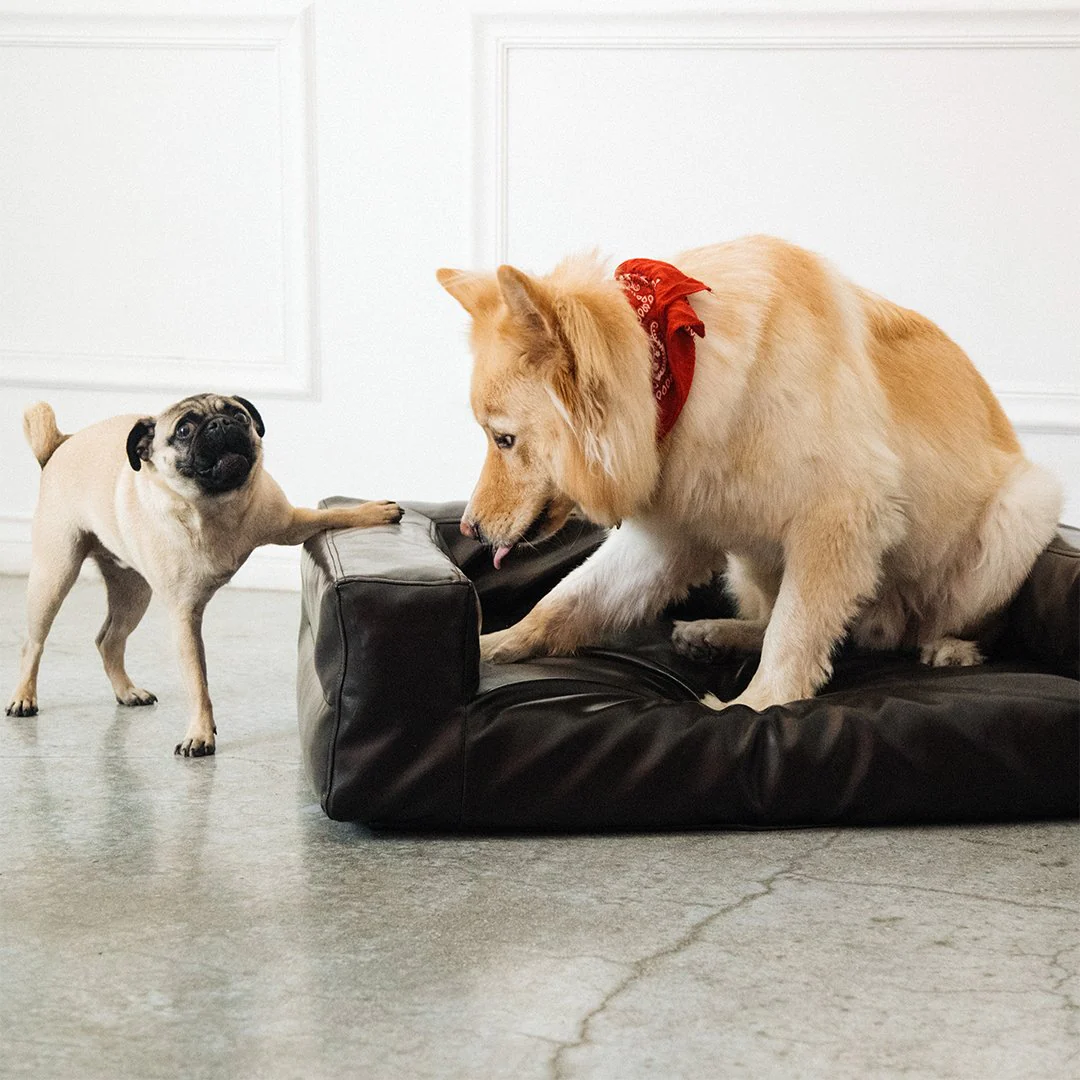 Dog Couch with Cover - Medium | Flourish & Foundry Boston