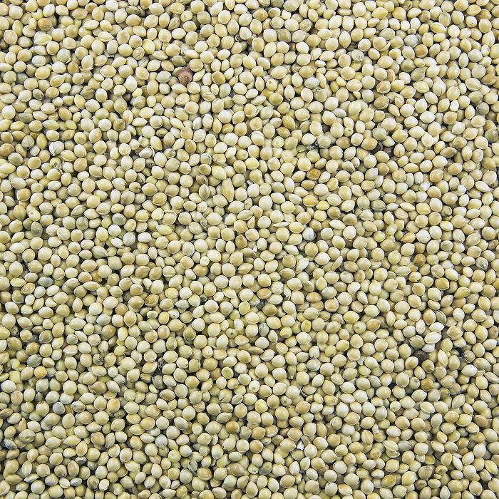 White Millet