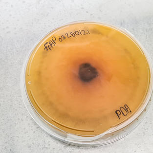 Vermitech Lab | Soiltech