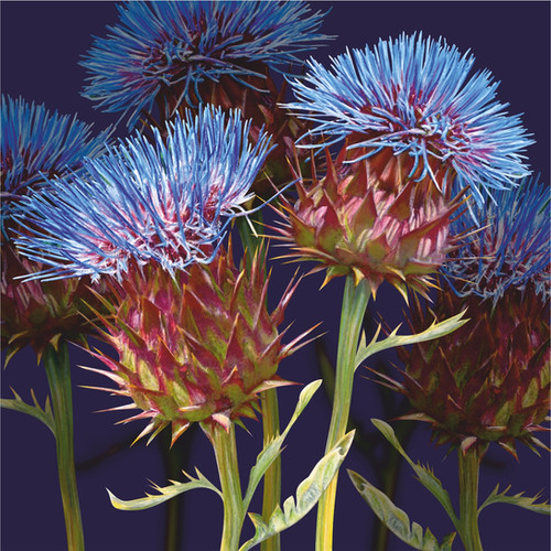 Scottish Thistle Card | designs