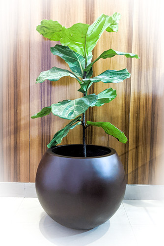 Supreme Planter | Terre Pure