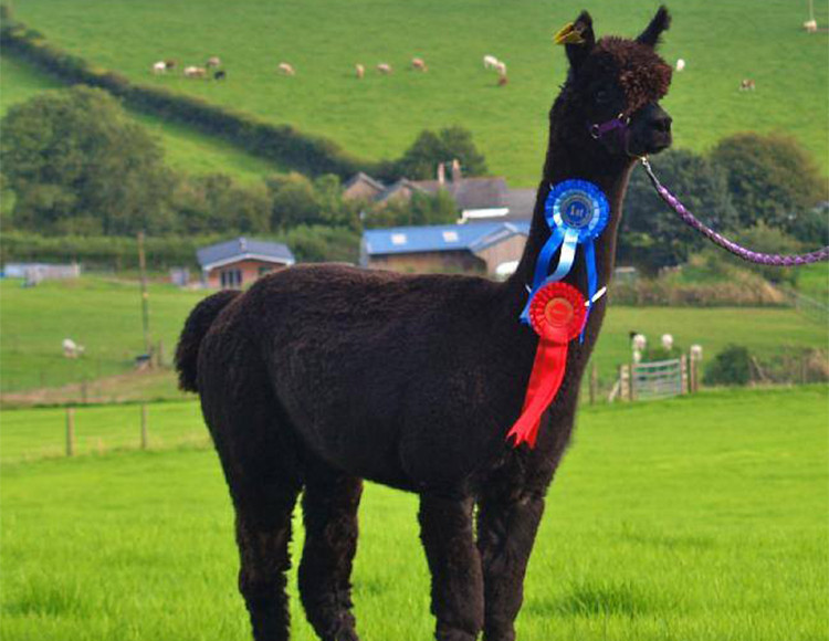 Fullscreen Page | Lucky Tails Alpacas