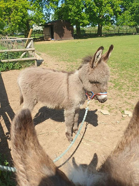 mini donkeys uk