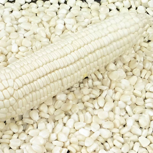 Dried White Corn | CHHC Wholesales