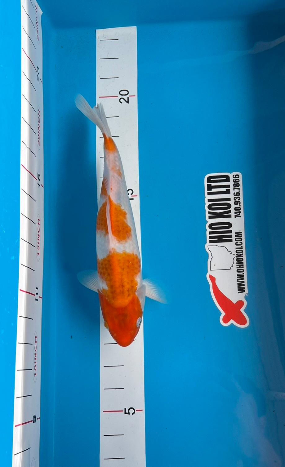 Japanese Koi | Columbus, Ohio | Ohio Koi 2/3