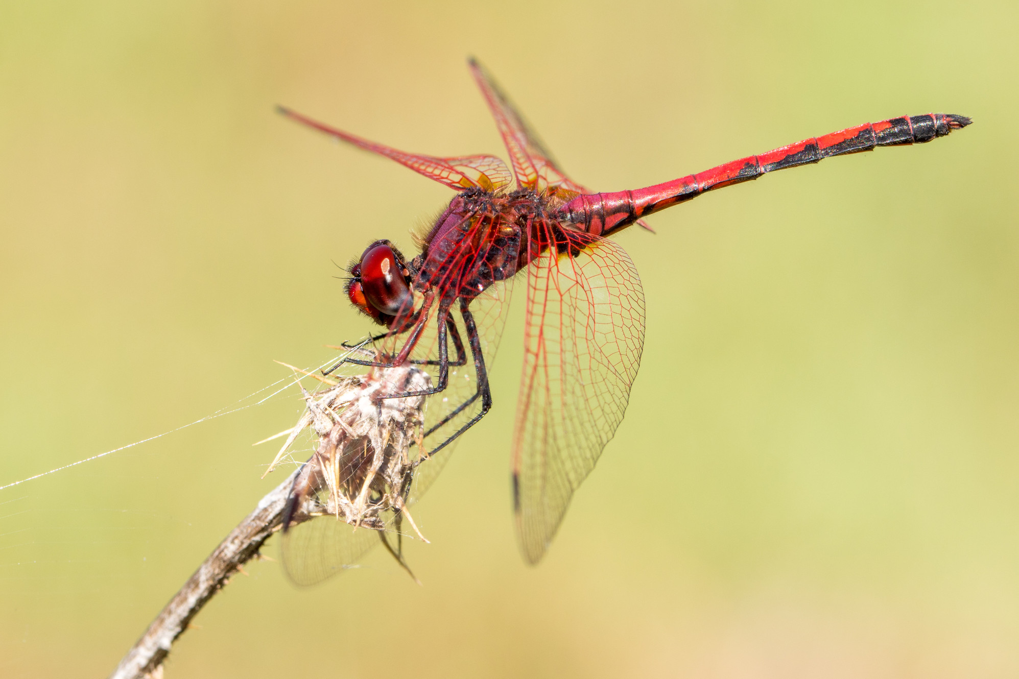 Dr. Jörg Teumer - Libellen, Libellenbestimmung, Naturfotographie