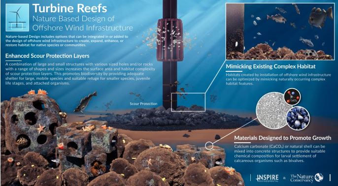The Reef Effect: How Offshore Wind Benefits Marine Life | AOWA