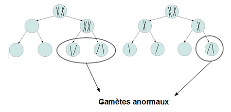 1) La Trisomie 21, une pathologie... | trisomie21