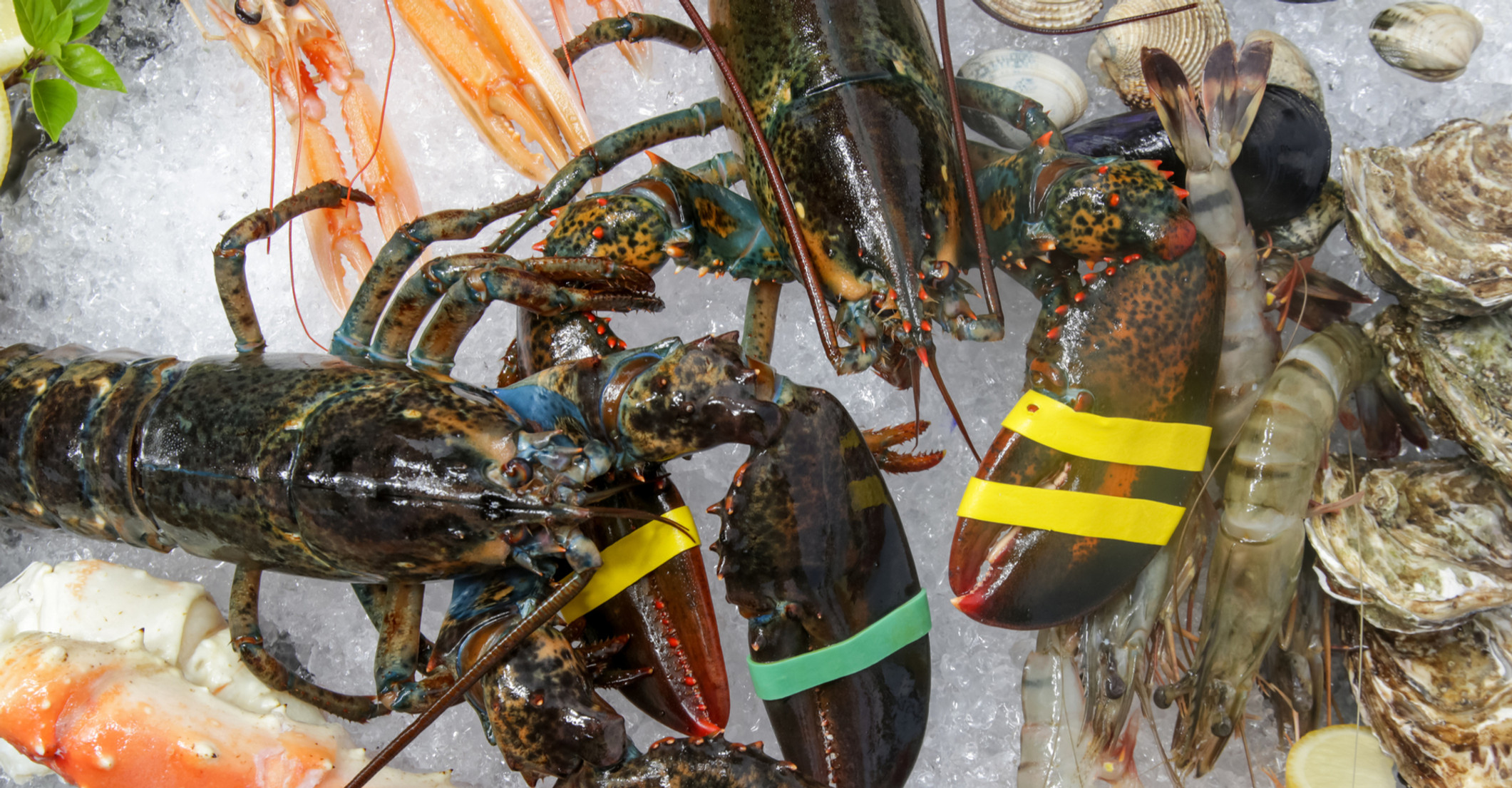 Ban Live Sales | Crustacean Compassion | UK Animal Welfare Organisation